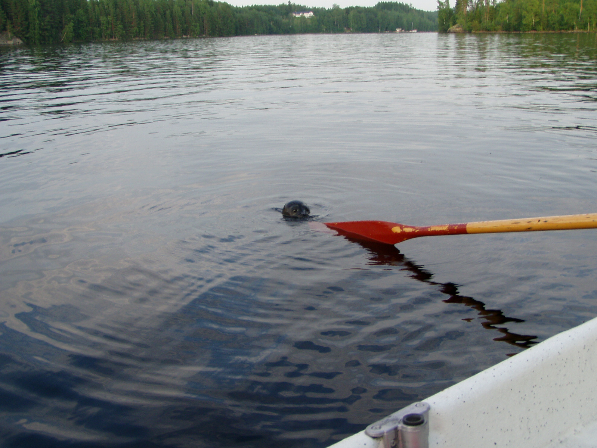 TYNKKYLÄN LOMANIEMI - NORPPA